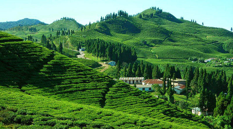 7 Days Eastern Nepal Tour (Ilam Tour) | The Trek Nepal